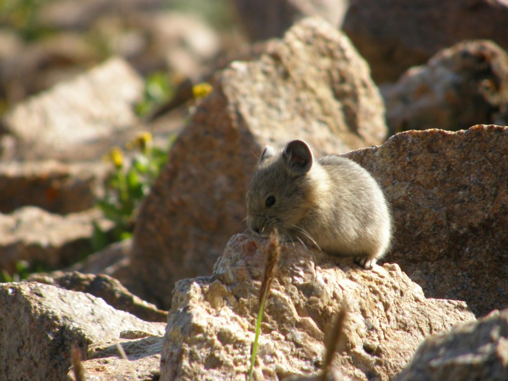 The Front Range Pika Project – Why Pikas? – Part 1 – CitSci.org Blog
