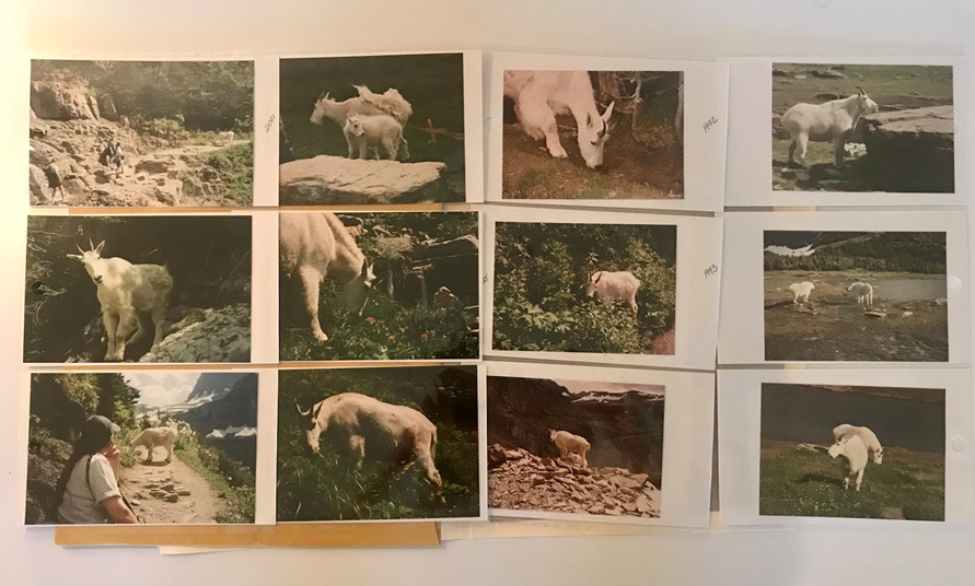 How to Get a Better Picture of Mountain Goats with Community Science ...